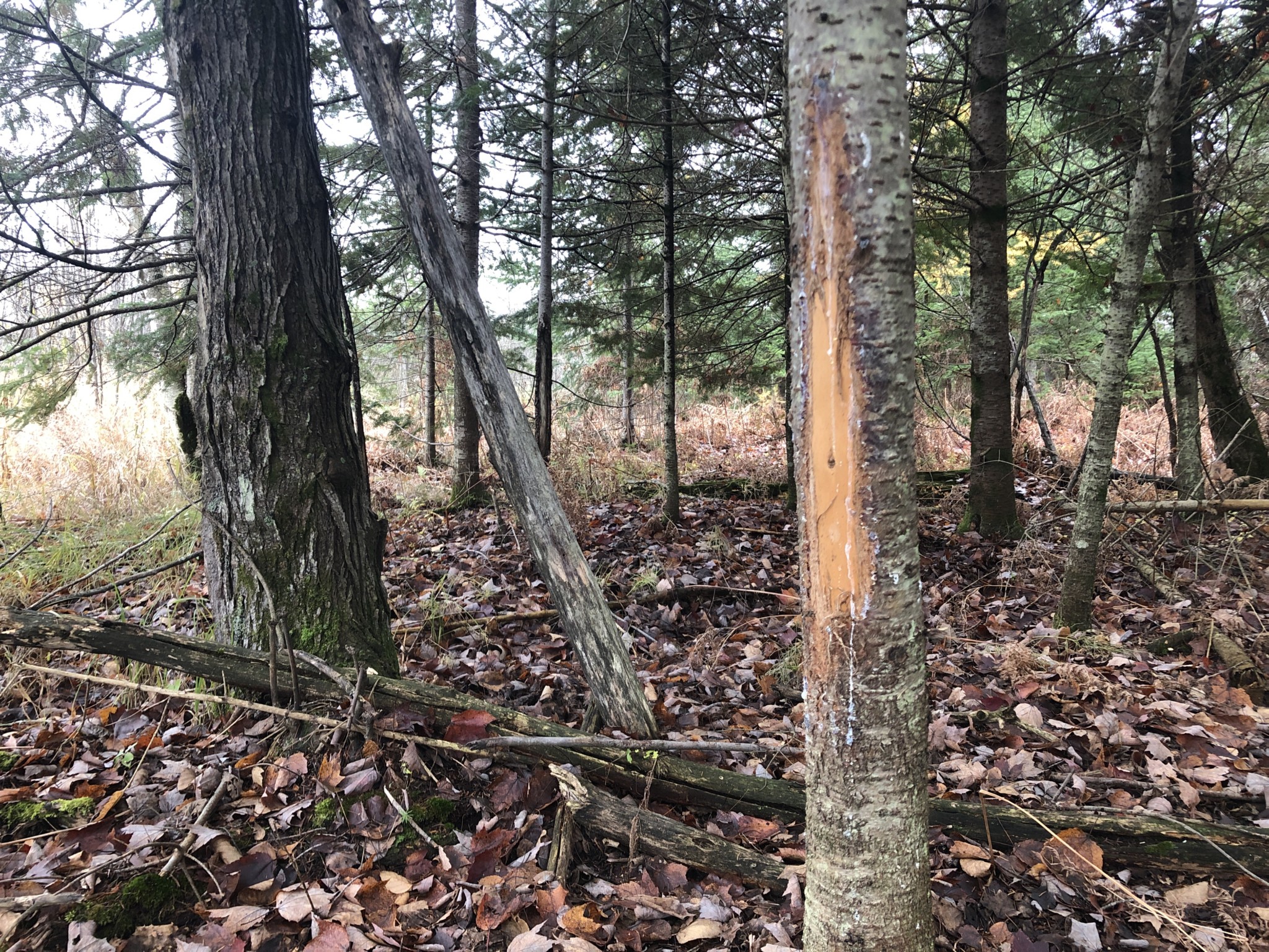 0 E Houghton Lake Rd, Merritt, MI - 64 Acres - Trophy Class Real Estate