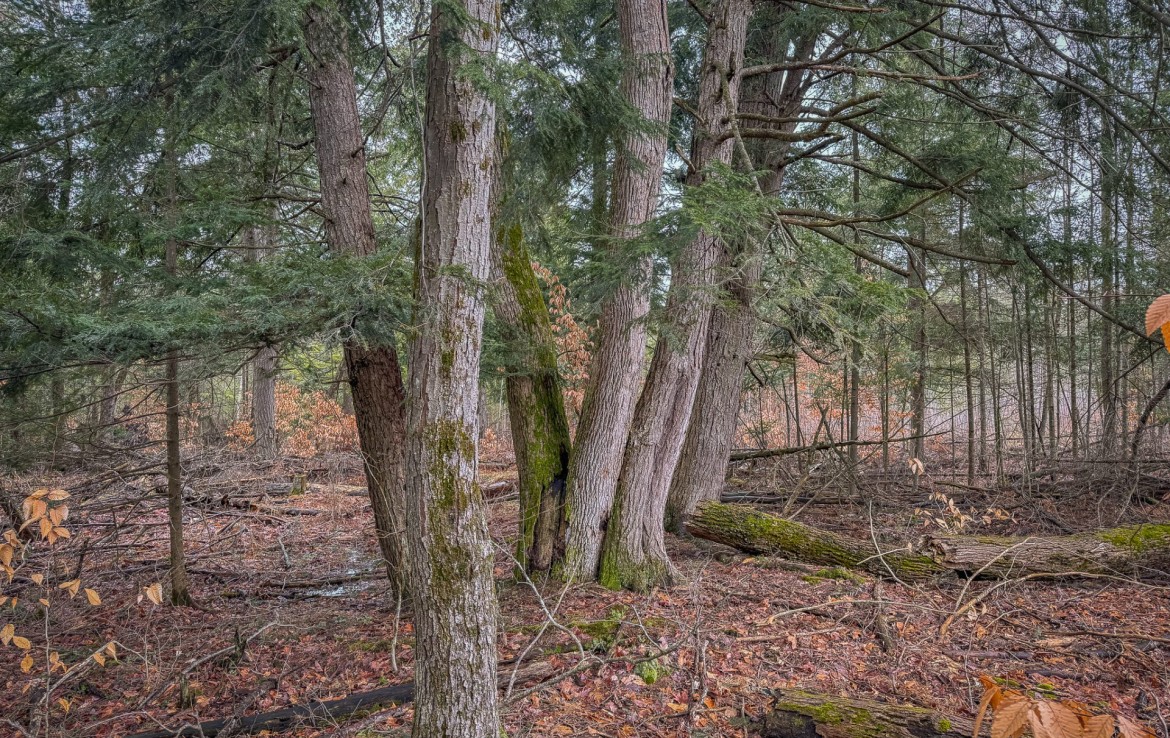 50 Acres: V/L E Long Lake Road, Harrison, MI 48625 - Trophy Class Real ...