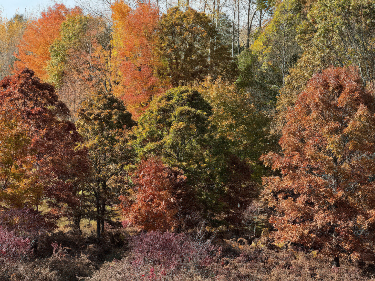 46-0D110D9Cb-5EA1-4A25-BAA4-C25EA13E815C_1_105_c-gigapixel-standard v2 ...